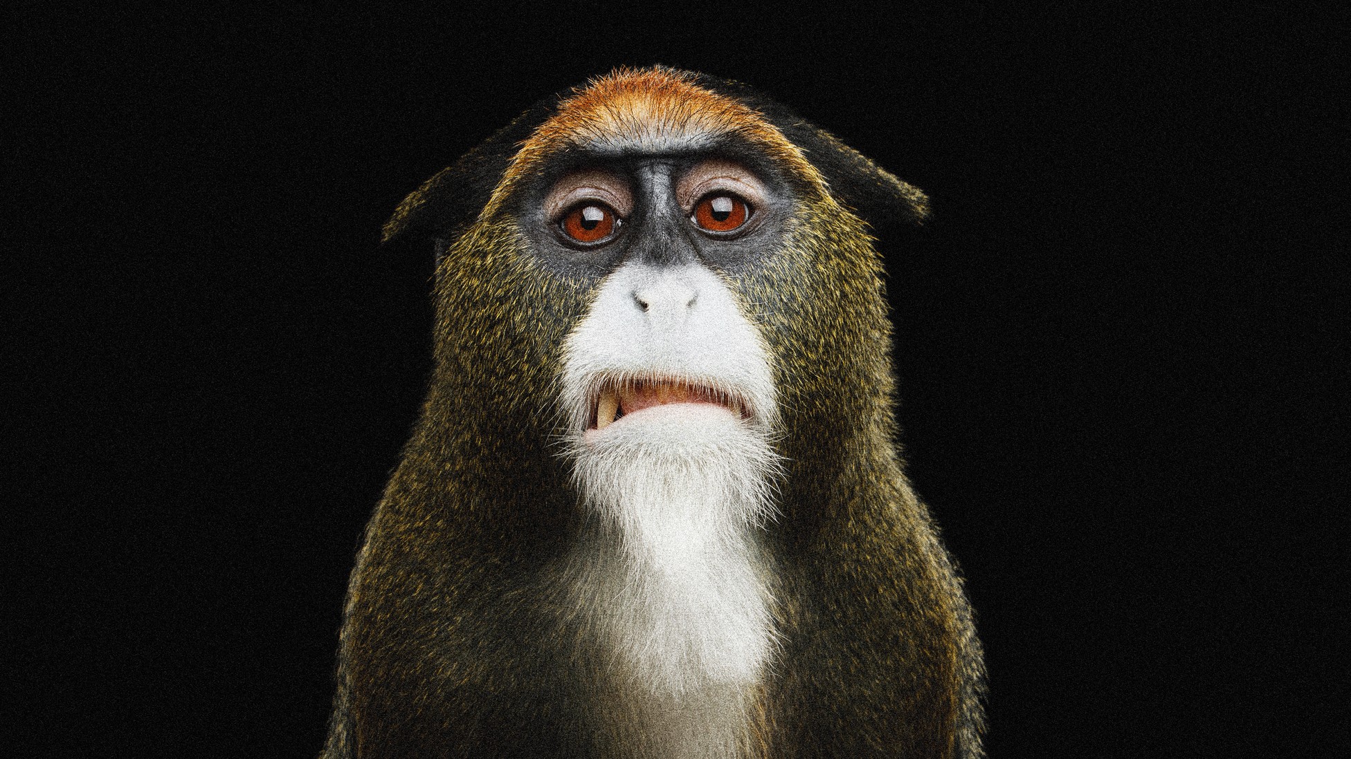 A ‘Distinctly Human’ Trait That Might Actually Be Universal - The Atlantic