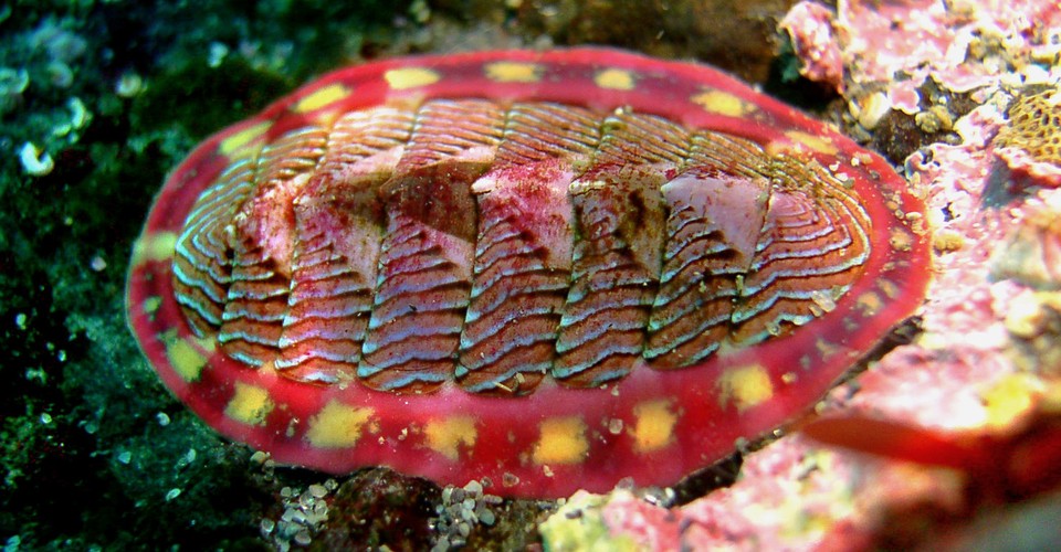 This Animal Has a Suit of Armor With Hundreds of Built-In Eyes - The ...