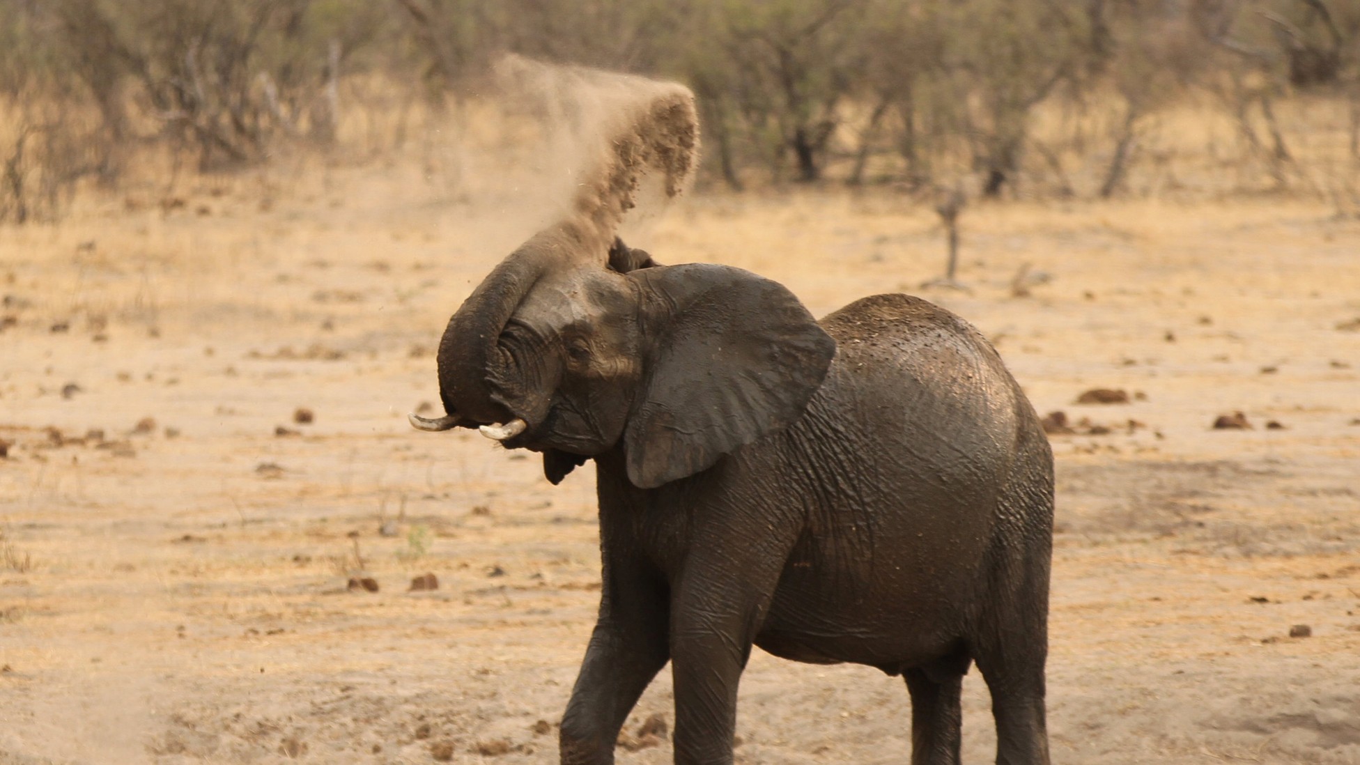 Zimbabwe Is Trying to Protect Its Wild Animals From Drought by Selling ...