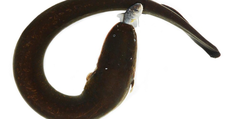 How Electric Eels Deliver Twice the Shock for No Extra Effort - The ...