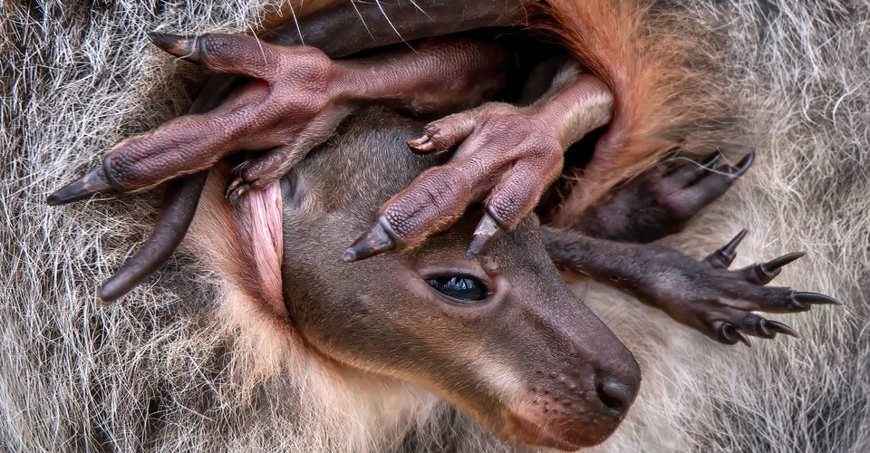 Shortlisted Images for the 2024 Close-Up Photographer of the Year - The ...