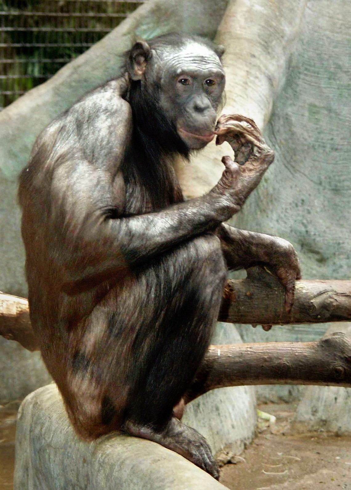 Brian the Mentally Ill Bonobo, and How He Healed - The Atlantic