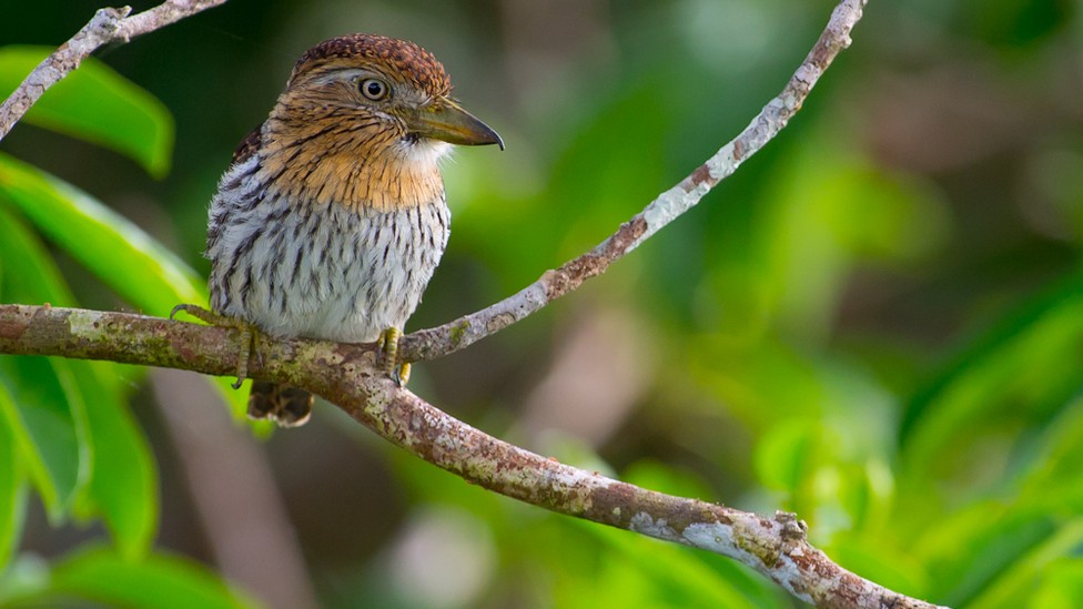 The Factious, High-Drama World of Bird Taxonomy - The Atlantic