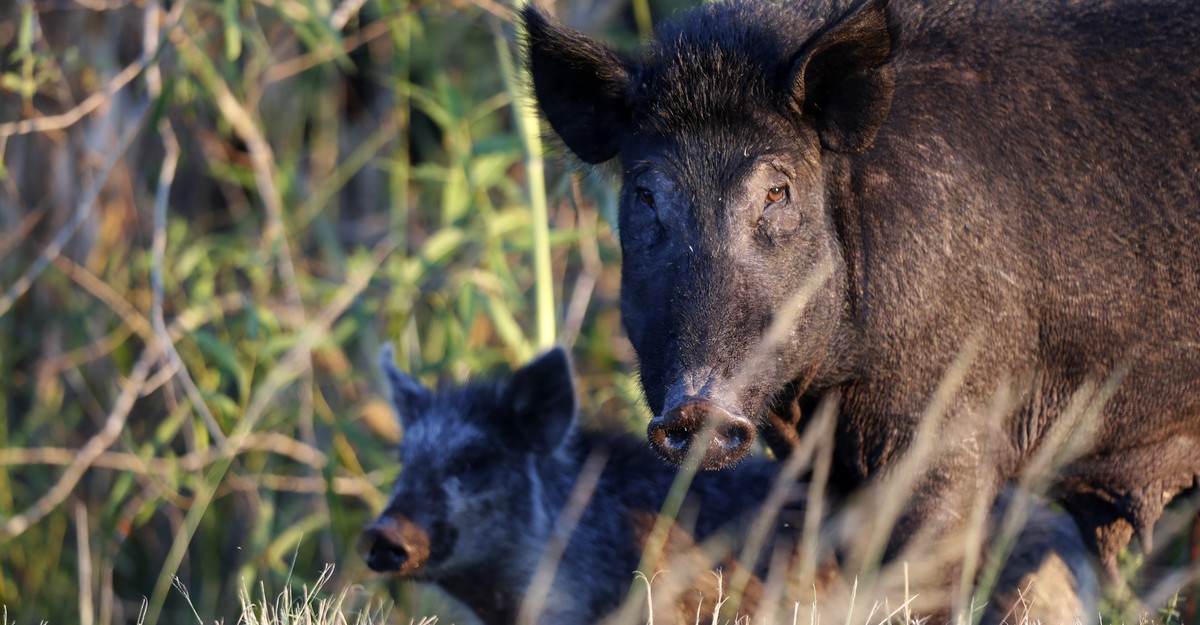Eating Invasive Species - The Atlantic
