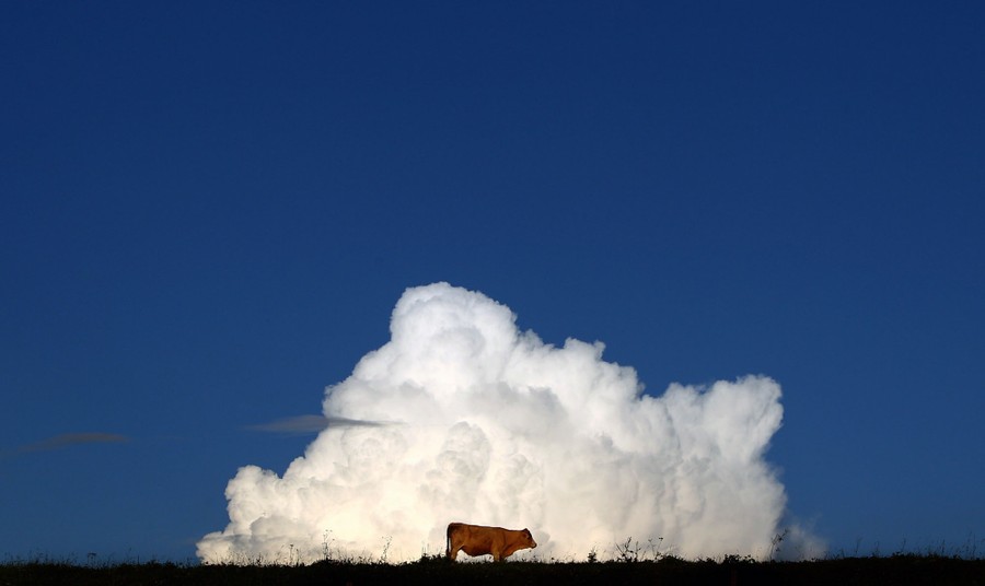 cows and clouds