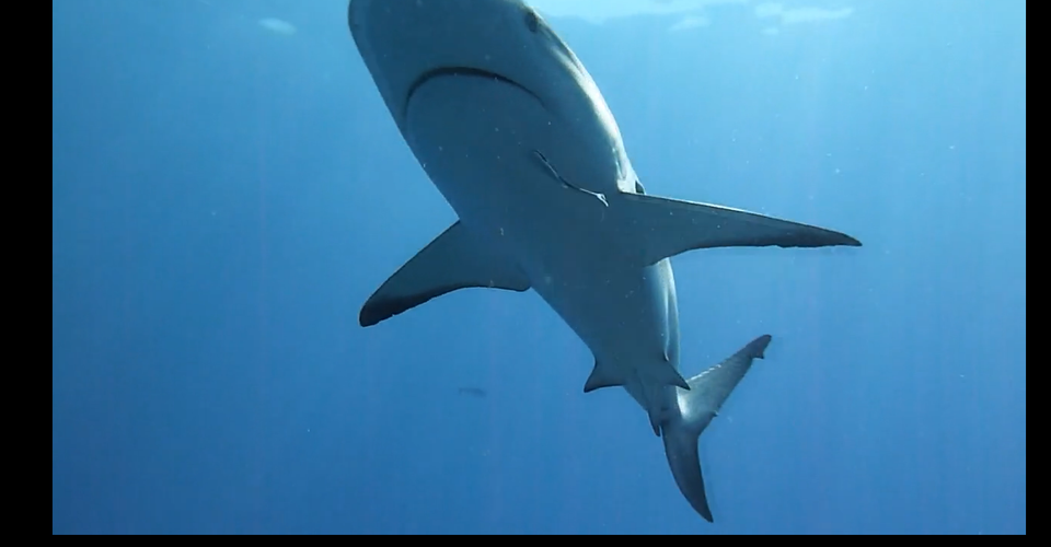 Fauna: Reef Sharks, Shipwrecks, and Massive Attack - The Atlantic