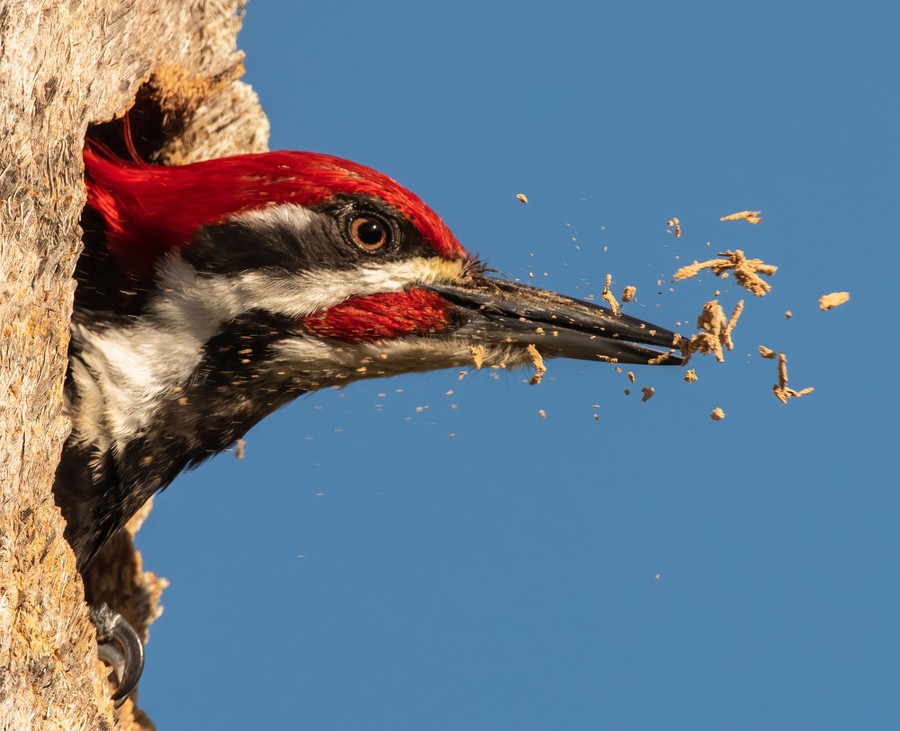 For Earth Day, a Photo Appreciation of Birds - The Atlantic