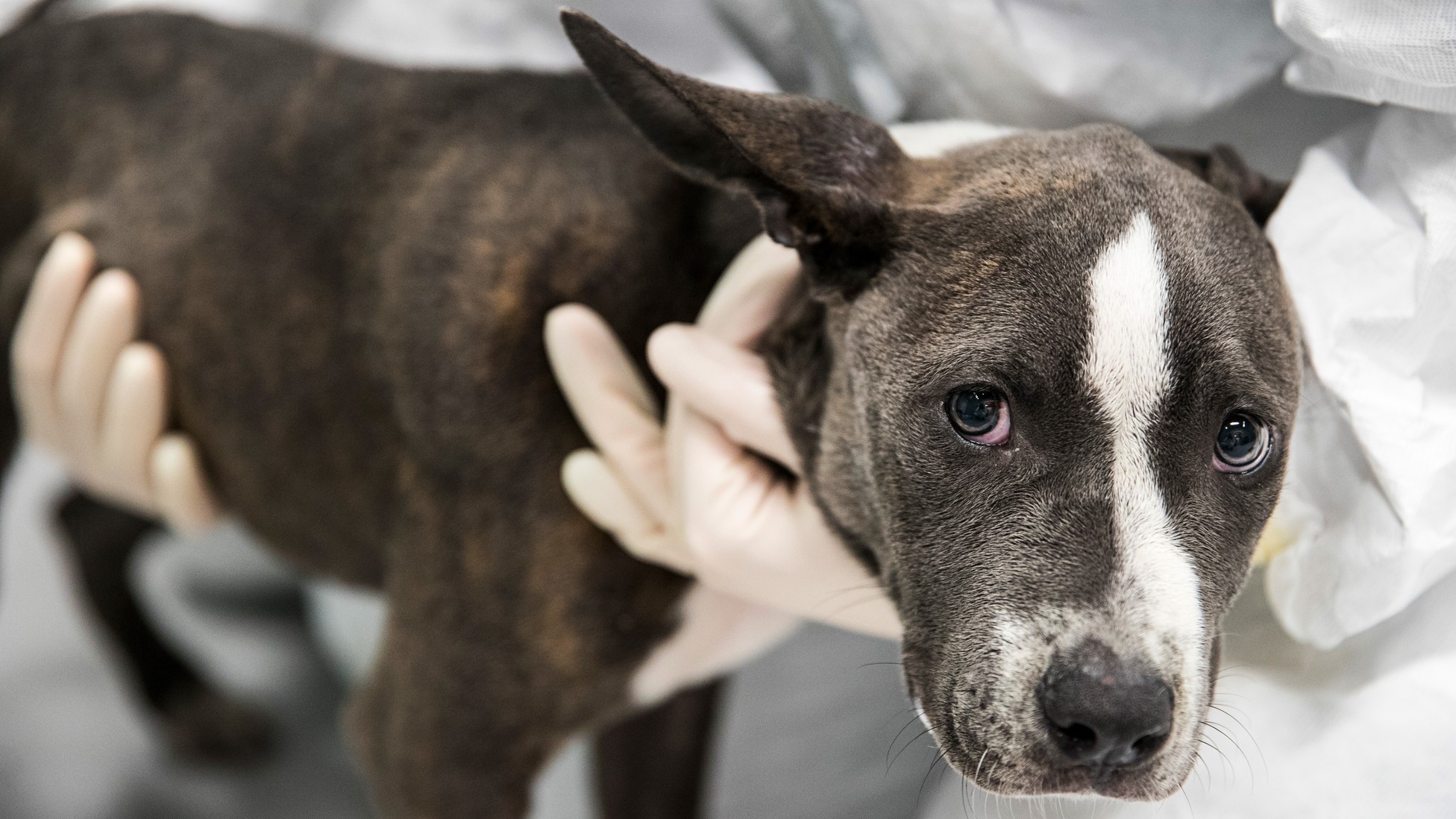 What If the Mystery Dog Illness Had Been Worse? - The Atlantic