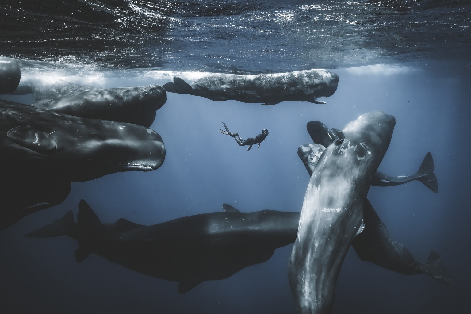 Ocean Photographer of the Year 2025 Finalists - The Atlantic