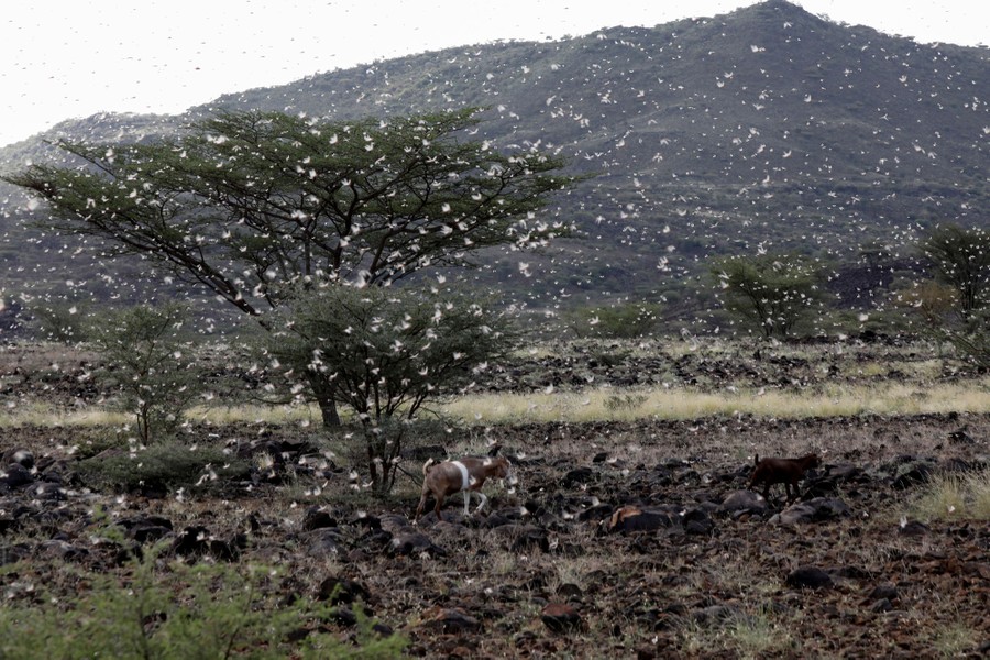 Photos: The Locust Swarms of 2020 - The Atlantic