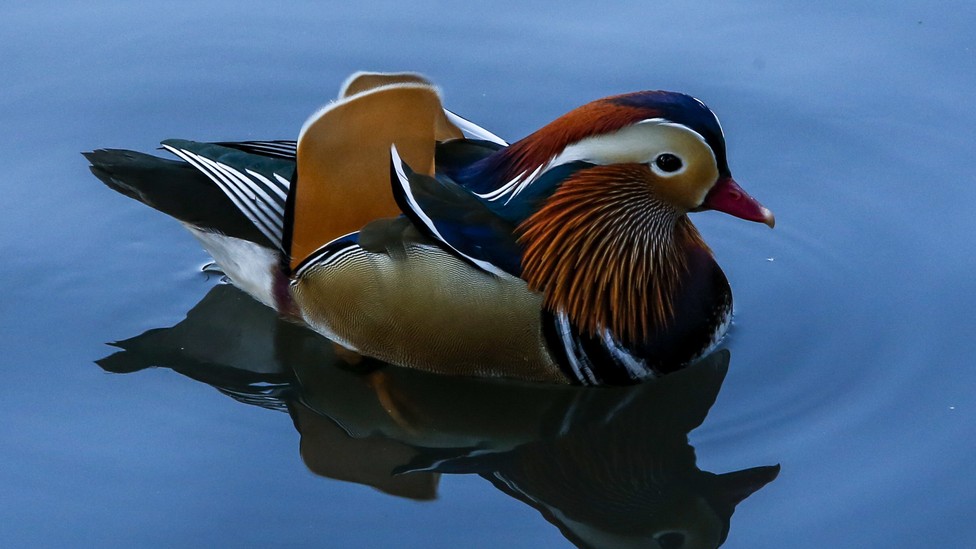 Central Park's Mandarin Duck Speaks - The Atlantic