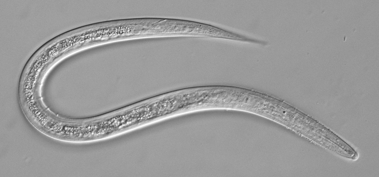 Dung Beetles Welcome Sexually Transmitted Worms - The Atlantic