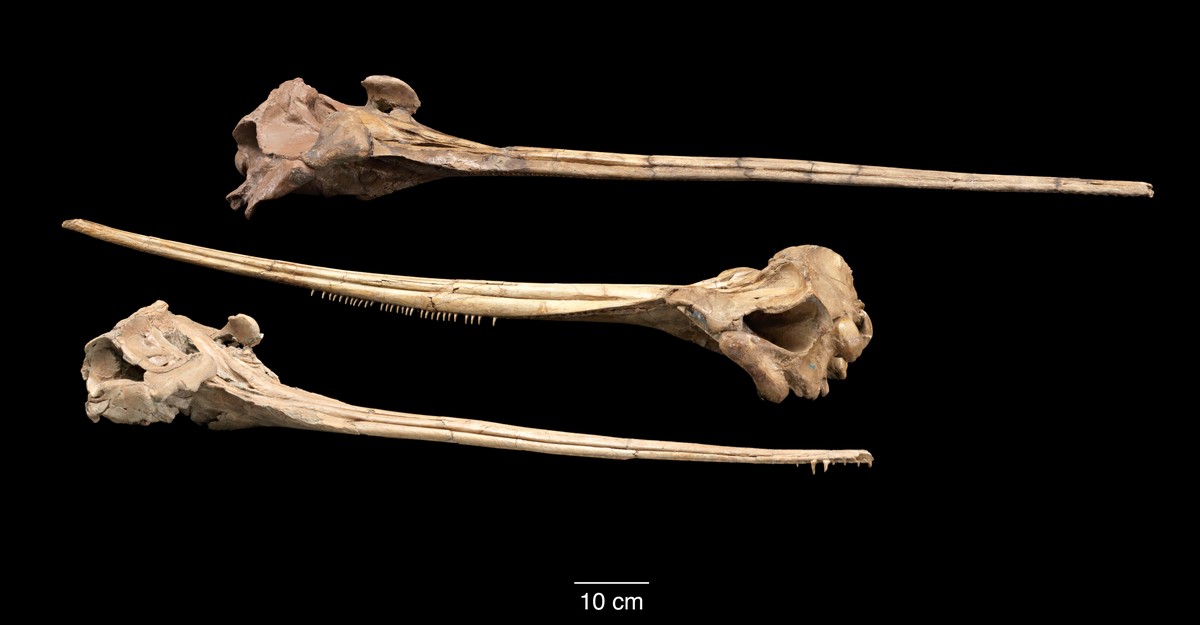 Prehistoric Dolphins Had Long Snouts Due to Climate Change - The Atlantic