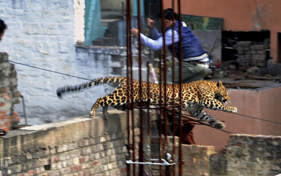 A Leopard Runs Wild Through Meerut, India - The Atlantic