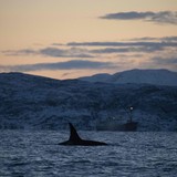 Craig Welch, The Atlantic