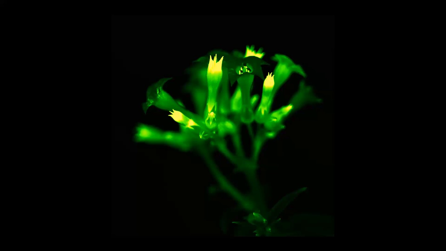 Does a Houseplant Need to Glow for You to See It as Alive? - The Atlantic