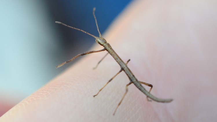 What a Baby Stick Bug Looks Like - The Atlantic