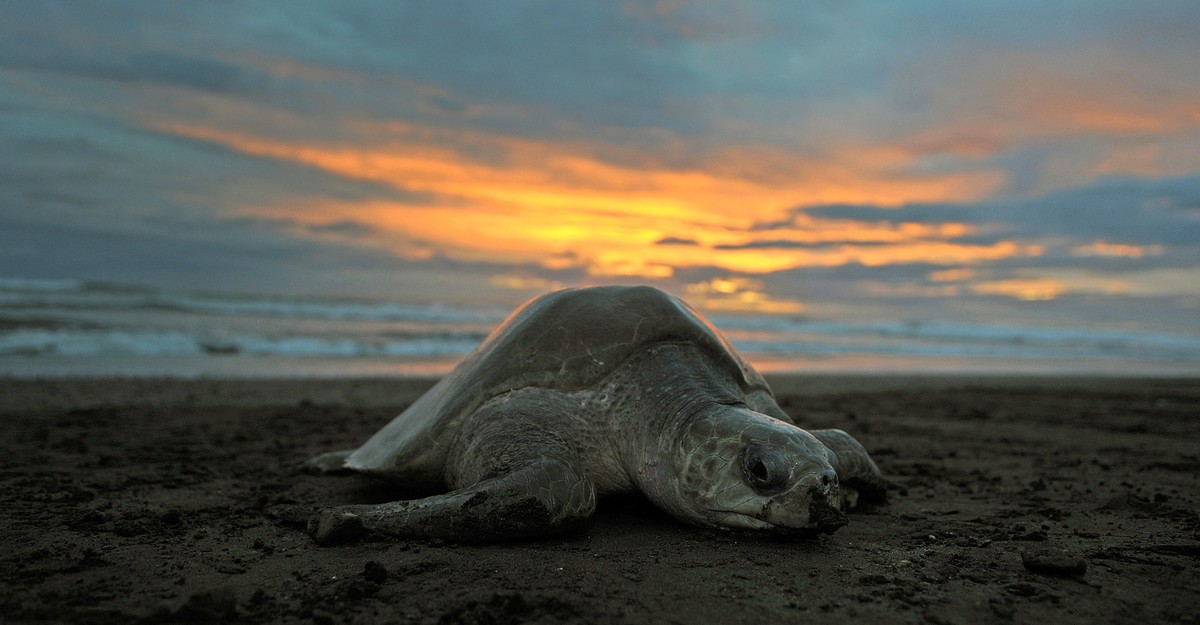 Turtle Poaching Spiked During the Pandemic - The Atlantic