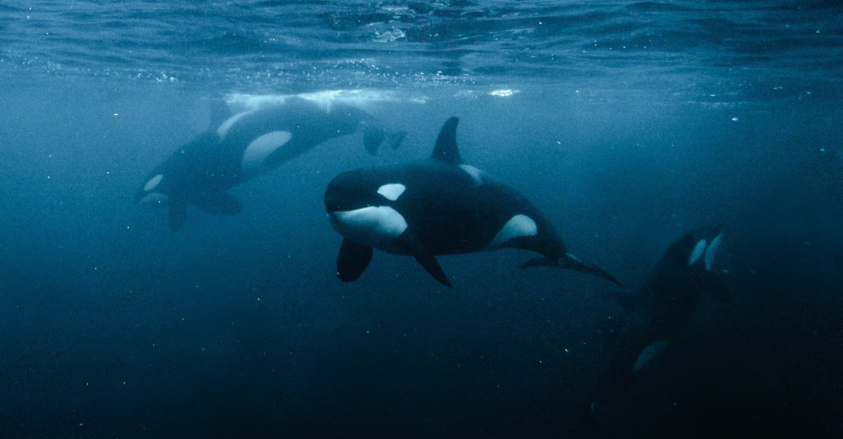 The Killer-Whale Inbreeding Crisis - The Atlantic