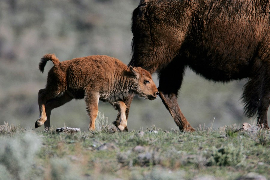 A Photo Trip Through Yellowstone National Park - The Atlantic