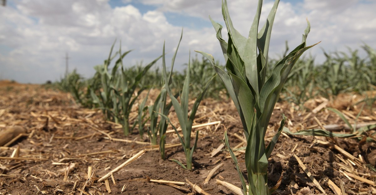 Climate Change Linked to Food Scarcity - The Atlantic
