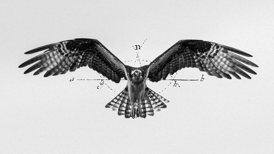 What Makes Birds So Much Better Than Planes at Flying? - The Atlantic