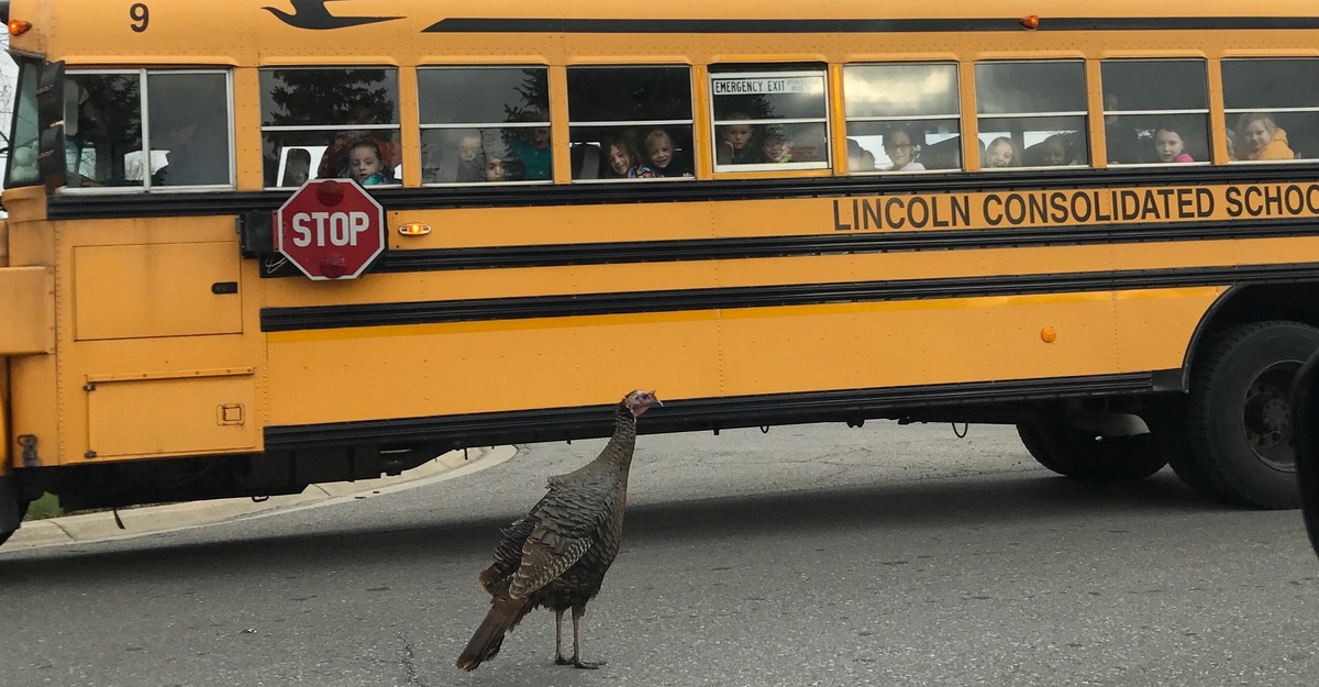 The Turkey in the Left Turn Lane - The Atlantic