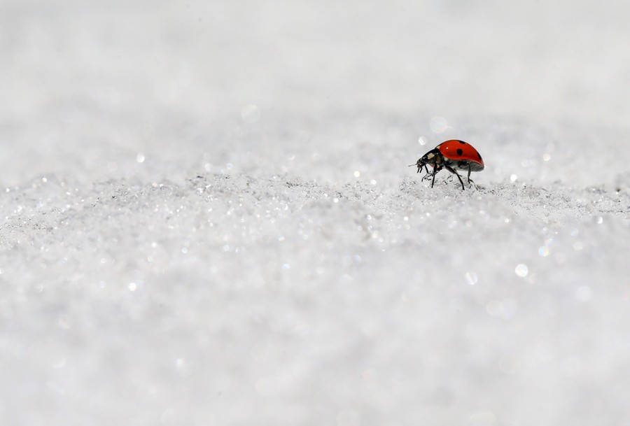 Photos of the Week: Snowy Ladybug, Shattered Lance, Mexican Smog - The ...