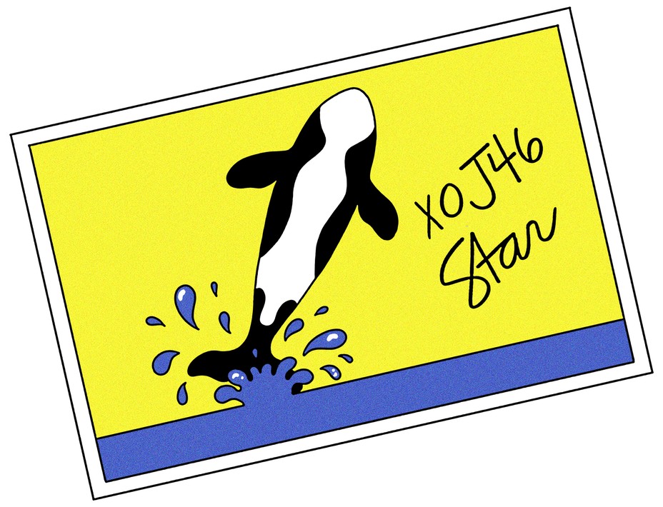 Killer Whales: 'Transient' Orcas Are Thriving - The Atlantic