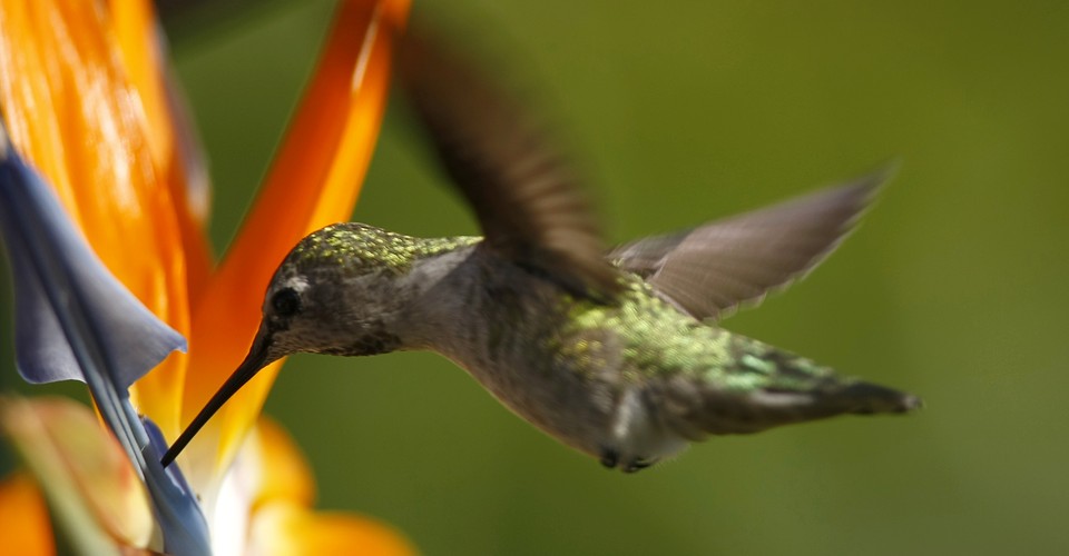 This is How Hummingbirds Drink - The Atlantic