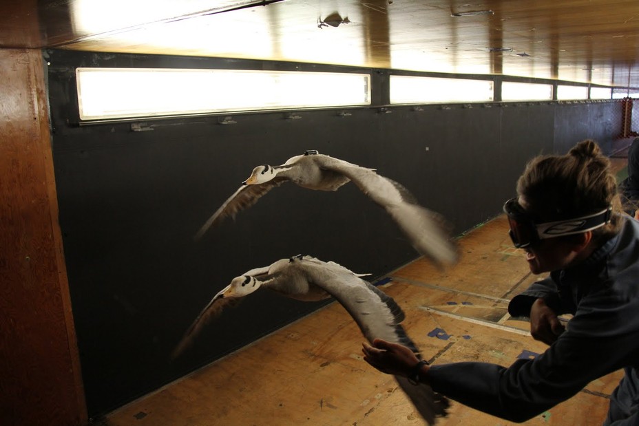 The Astronaut Who Raised Geese - The Atlantic