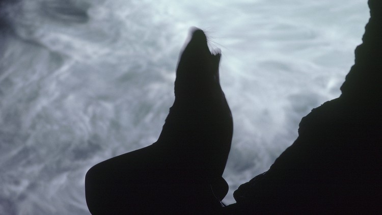 The Giant, Voracious Sea Lions That Humans Cannot Stop - The Atlantic