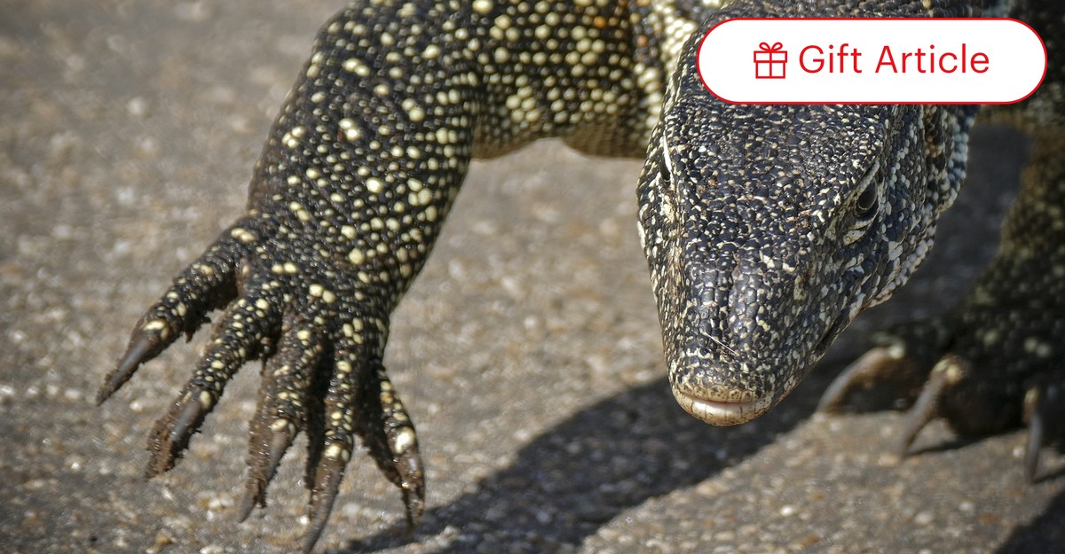 world's largest lizard crossword