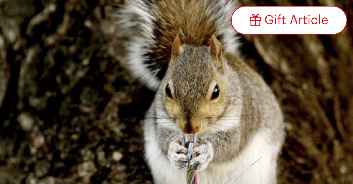 squirrel article