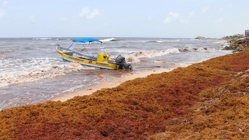 The Seaweed Piling Up on Caribbean Beaches Is Here to Stay - The Atlantic