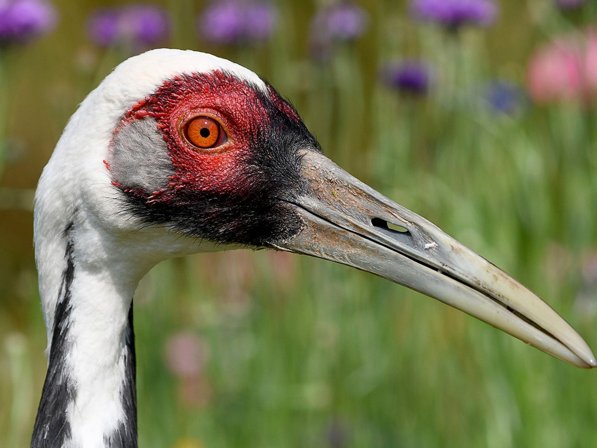 largest crane bird