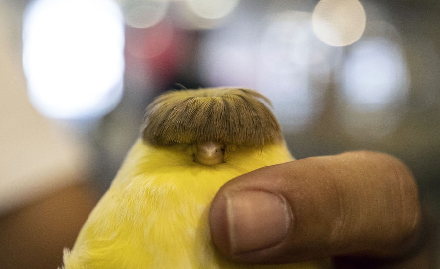 Photos: Animals in the News - The Atlantic