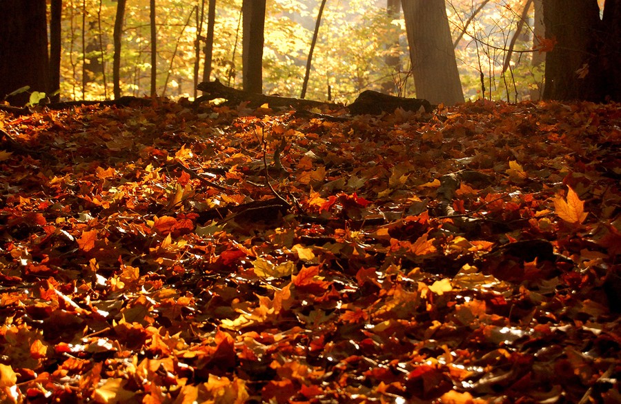 Fall Is in the Air, Part II - The Atlantic