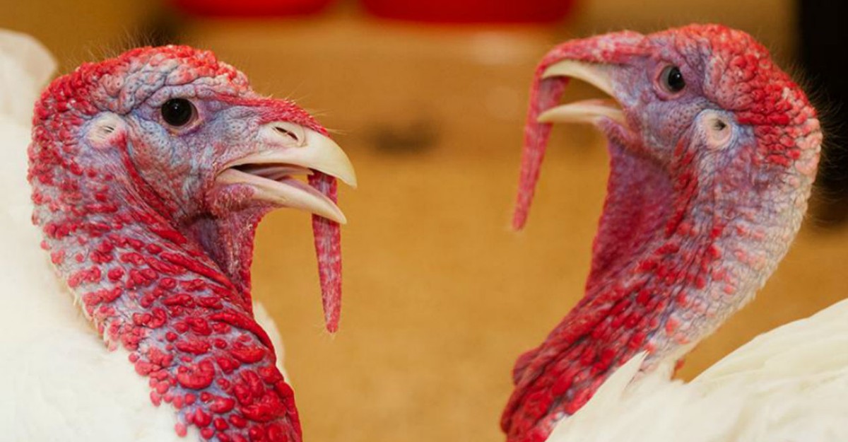 Inside the Lush Lifestyle the National Thanksgiving Turkeys - The Atlantic