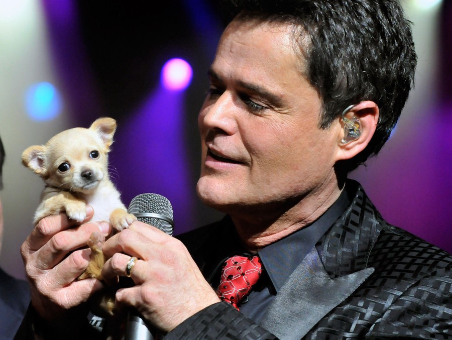 dogs tiny microphone