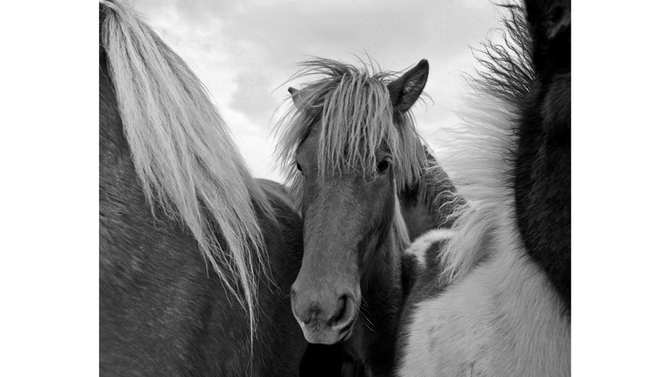 Daniel Halpern: ‘Ponies’ - The Atlantic