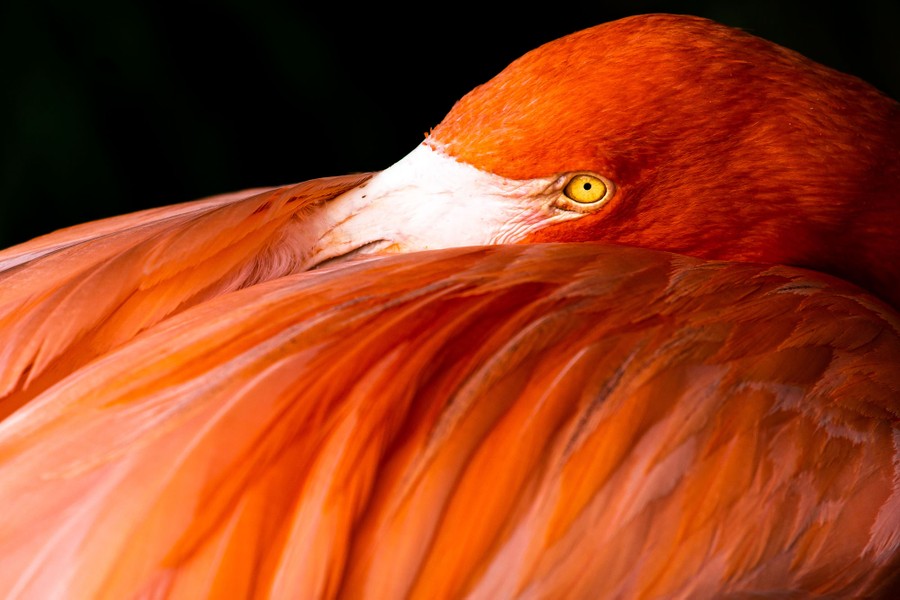 Photos: A Flamboyance of Flamingos - The Atlantic