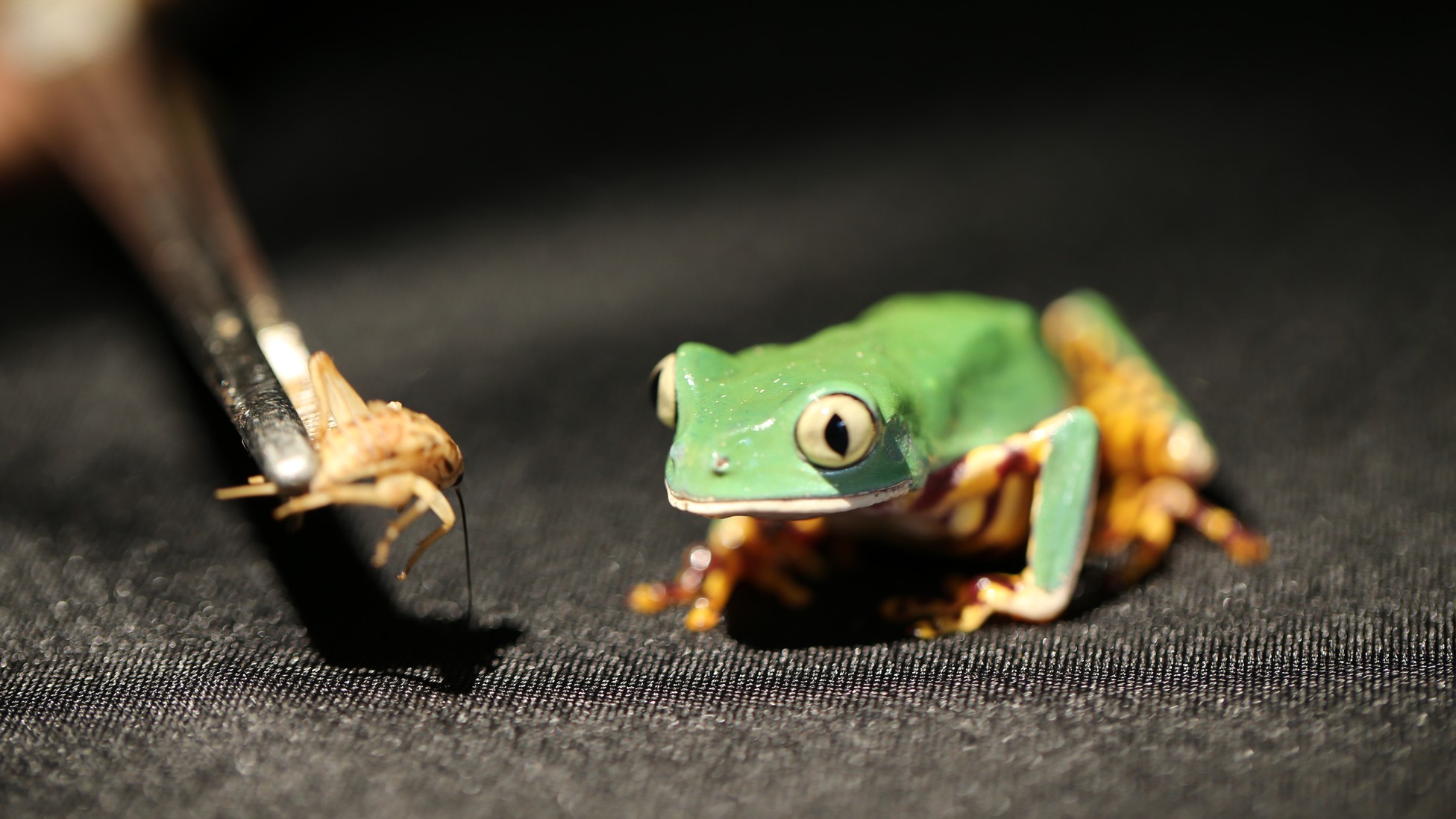 Why Frog Tongues Are So Sticky - The Atlantic