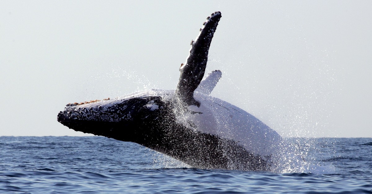 The Bipartisan Fight for Quieter Oceans - The Atlantic