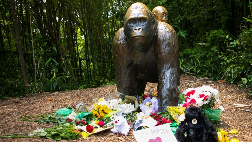How Harambe Became the Perfect Meme - The Atlantic