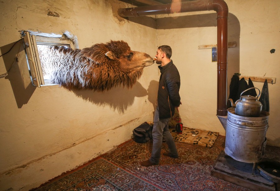 Photos of the Week: Denver Longhorns, Camel Shaving, Hero Pups - The ...