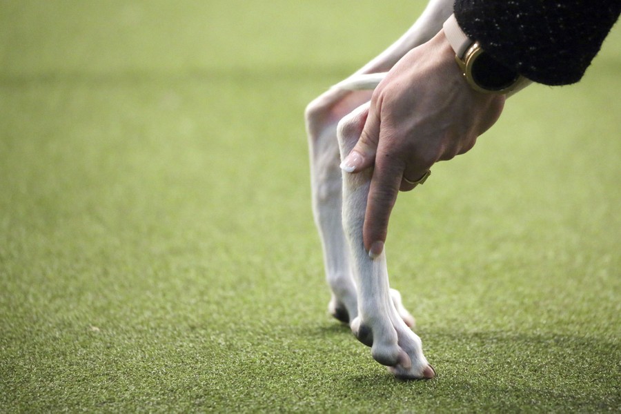 The 2019 Westminster Dog Show: Photos - The Atlantic