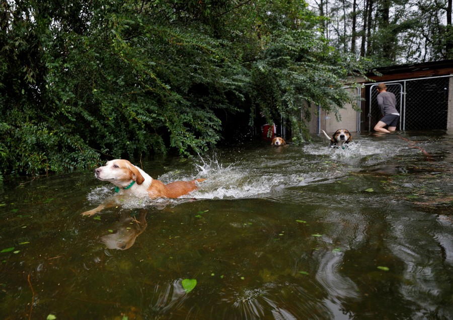 Hurricane Florence: Pet Rescues in Photos - The Atlantic