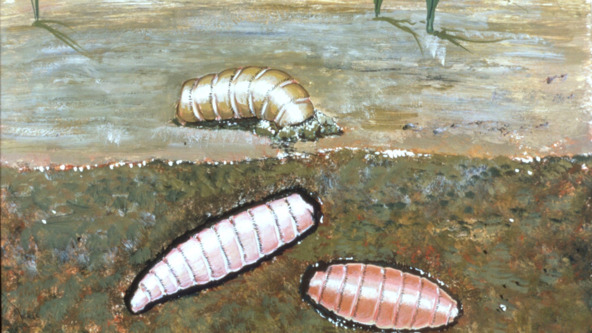 Flesh-Eating Worms Have Returned to Florida - The Atlantic