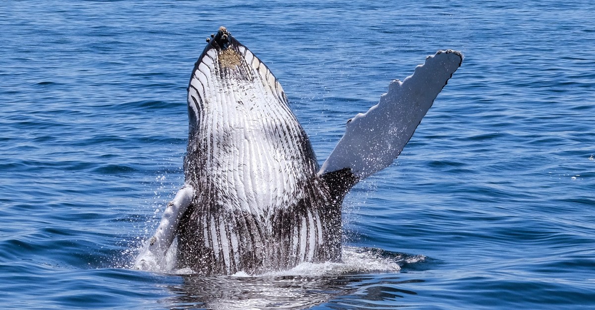 How to Instantly Map All the Whales - The Atlantic